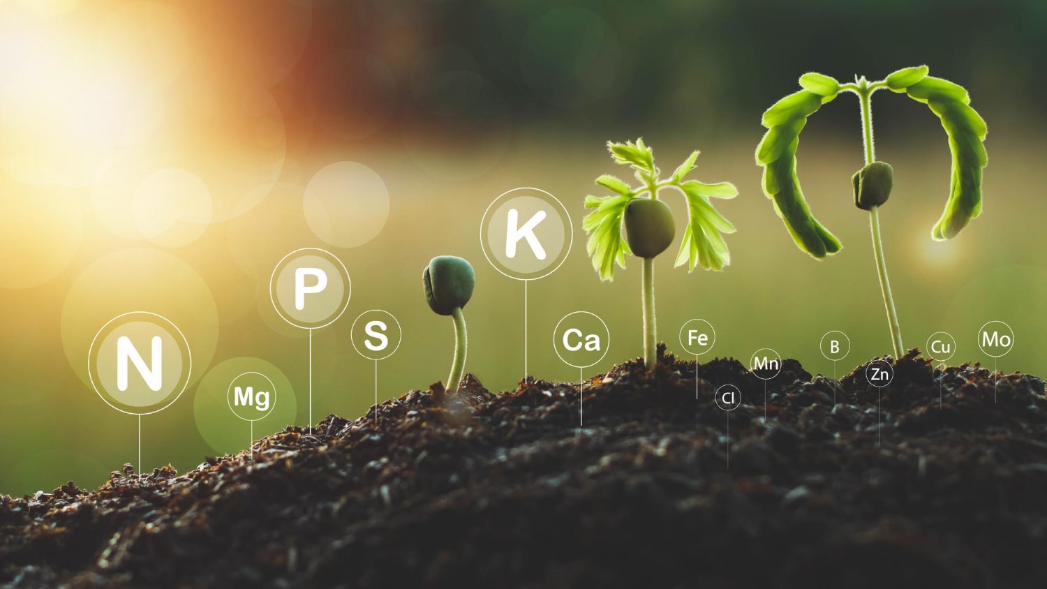 How Biopolymers Improve Soil Microbial Activity – TerraPHA Biotech